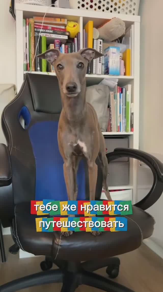 ЛЕВРЕТКА И ПУТЕШЕСТВИЯ