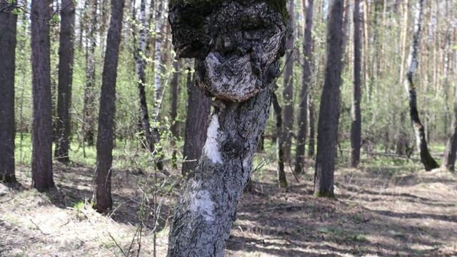 В сосновом бору