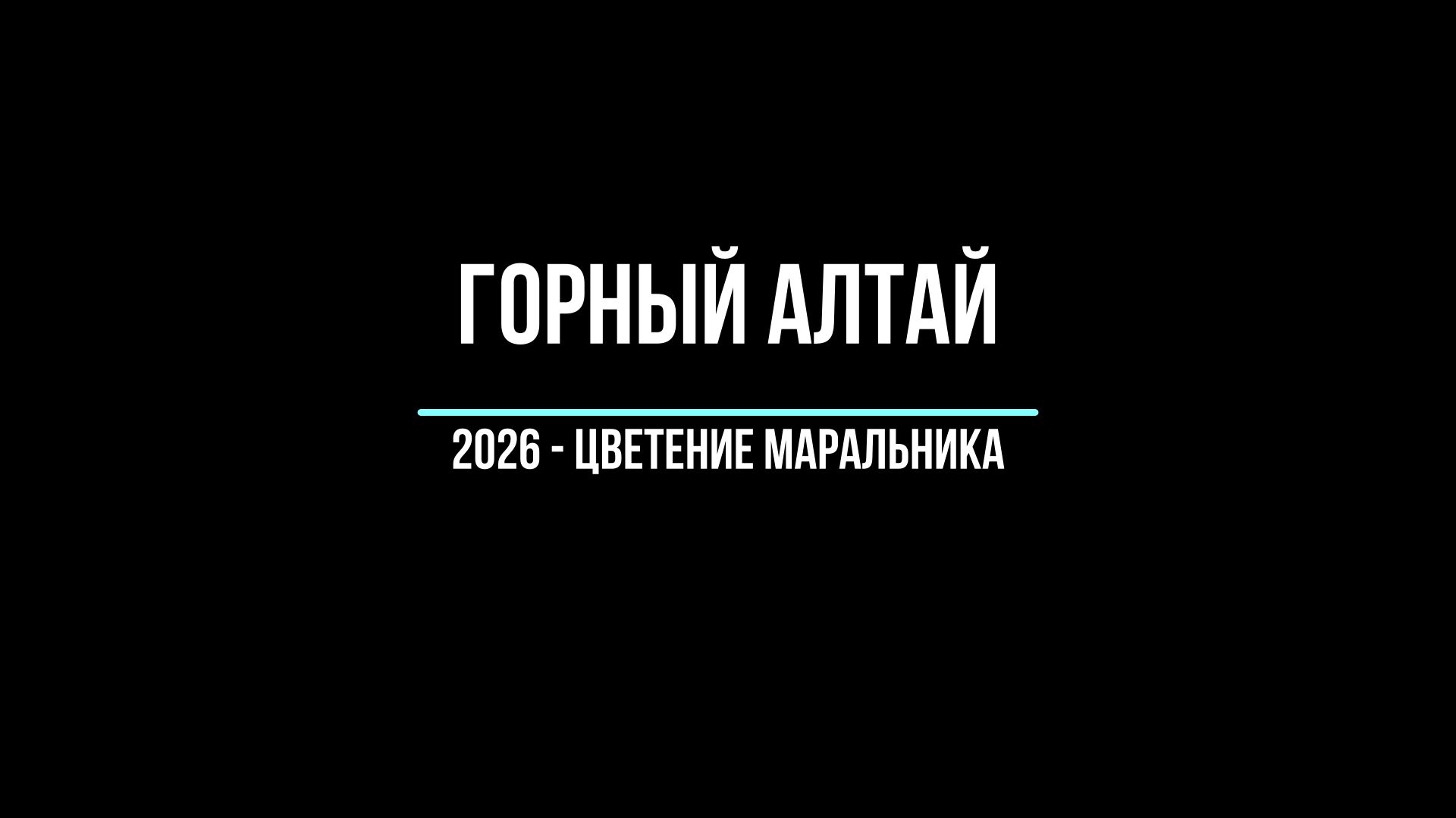 Горный Алтай 2026 - Цветение маральника