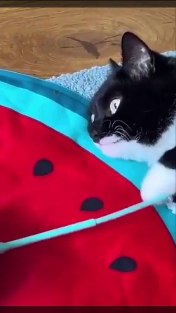 Такая себе игрушка
