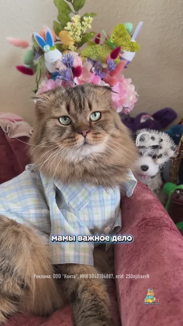 Что я купила Самуэлю и Соне в Четыре Лапы?😸🎁 #котики #питомцы #животные #четырелапы #красноярск