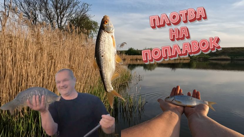 КРУПНАЯ ПЛОТВА на КУКУРУЗУ. Рыбалка на поплавок