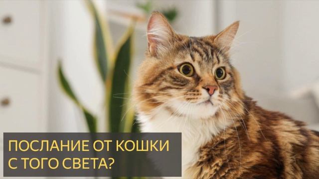 Послание от кошки с того света (Странная история, кошка, домашнее животное, мяуканье)
