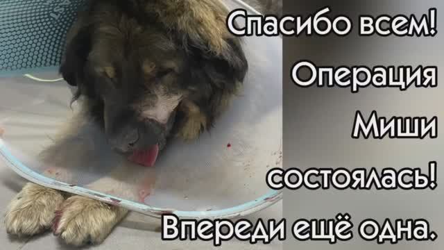 Спасибо всем! Операция Миши состоялась! Впереди ещё одна.