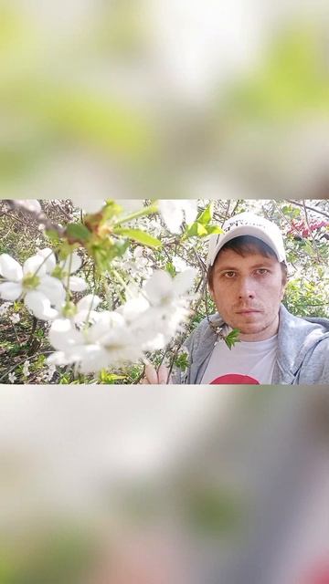 вишня 🍒 зацвела