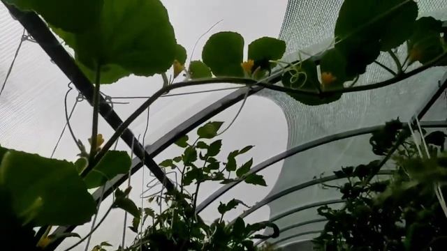 86-Дача.. как там Арбузик_ 😁26.07.22