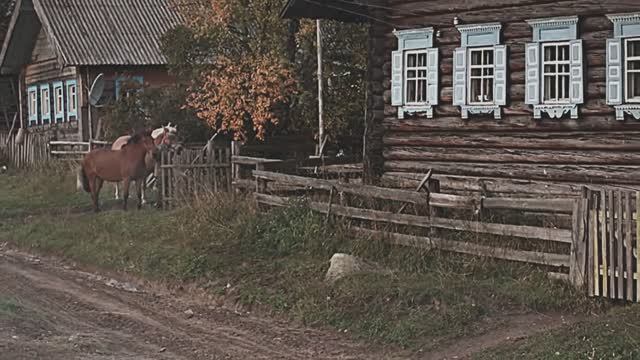 Звук природы: пение мухоловки малой в деревне