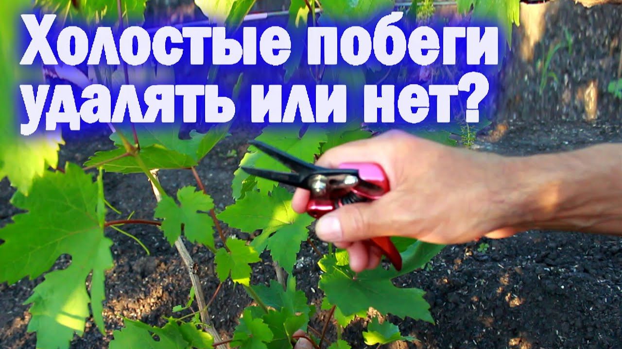 Холостые побеги удалять или нет? (24.06.2020 г.) (Видеоблог Давида Алверцяна)