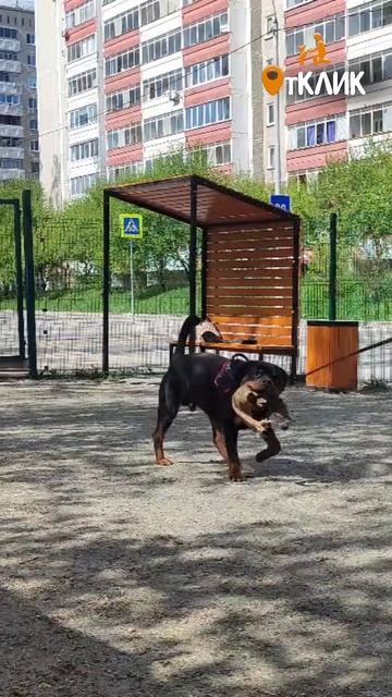 Первая защита.