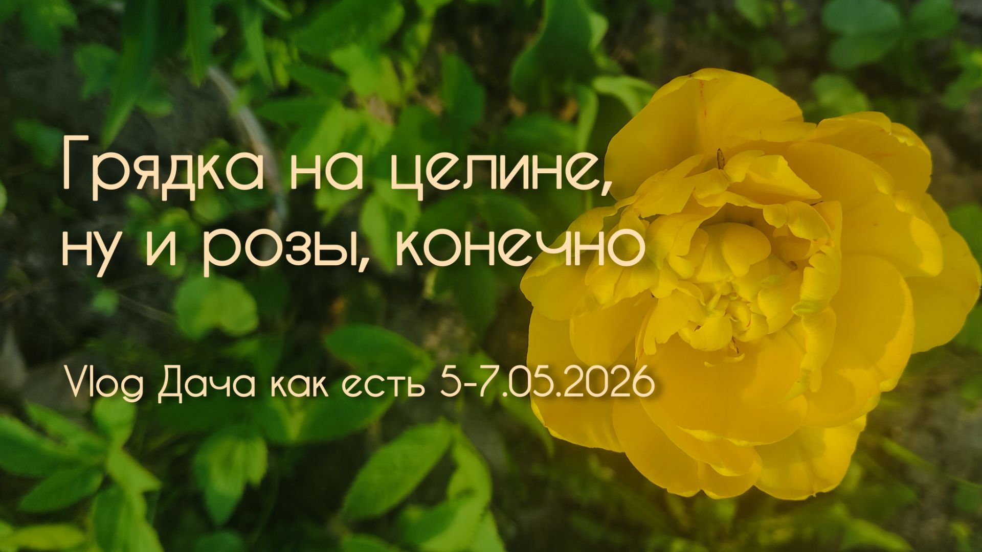Закончила с розами, планы на дальнейшее и грядка на целине / vlog Дача как есть 5-7.05.2026
