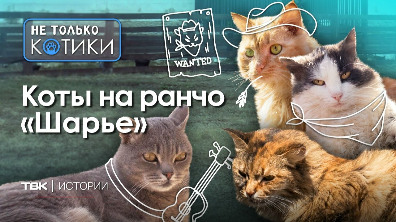 Обитатели ранчо «Шарье» / «Не только котики»