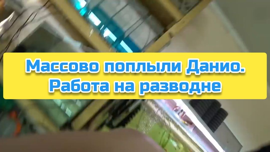 Массово поплыли Данио. Работа на разводне