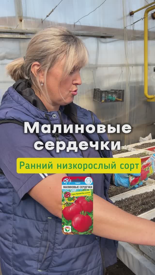 Малиновые сердечки - раннеспелый сорт томата