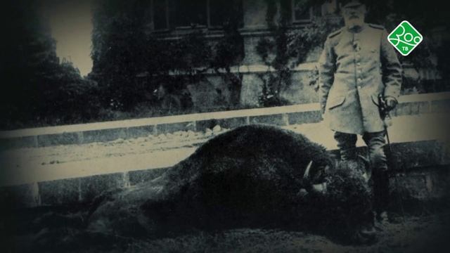 Страна спасённого великана. Анонс. Канал ЗОО ТВ