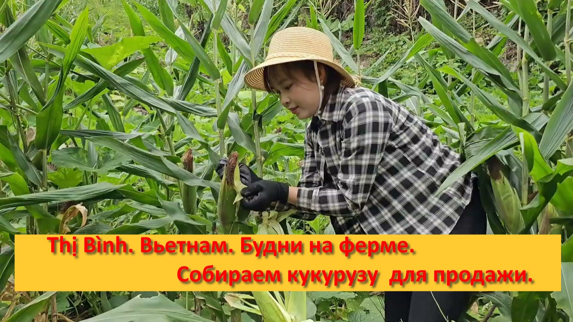 Thị Bình. Вьетнам. Будни на ферме. Собираем кукурузу  для продажи.