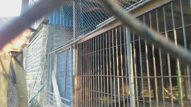 медведь задрал мужика - рассказ не из первых уст о происшествии в Псковской области