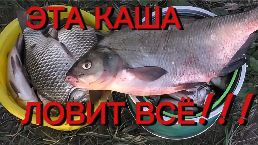 КАША КОТУРУЮ ЛЮБИТ ВСЯ МИРНАЯ РЫБА.