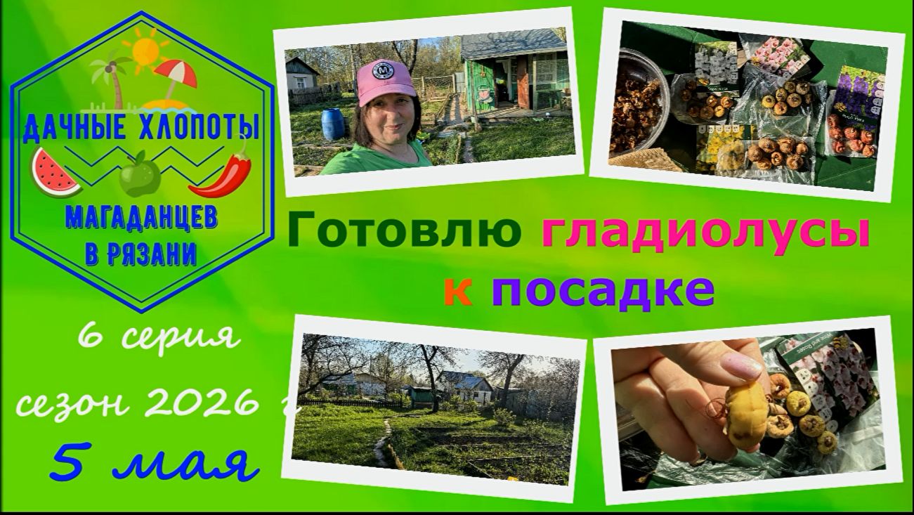 Готовлю гладиолусы к посадке. Дачные хлопоты магаданцев сезон 2026. 6 серия. 5 мая