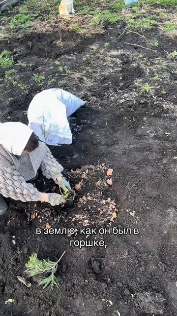 Голубика