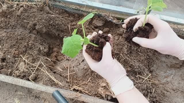 Посадила ОГУРЦЫ 🥒🥒🥒
