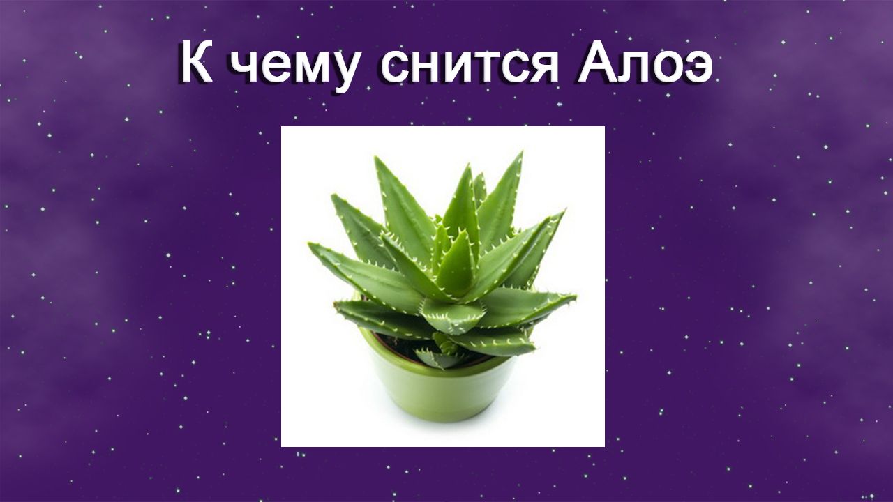 К чему снится Алоэ - толкование сна