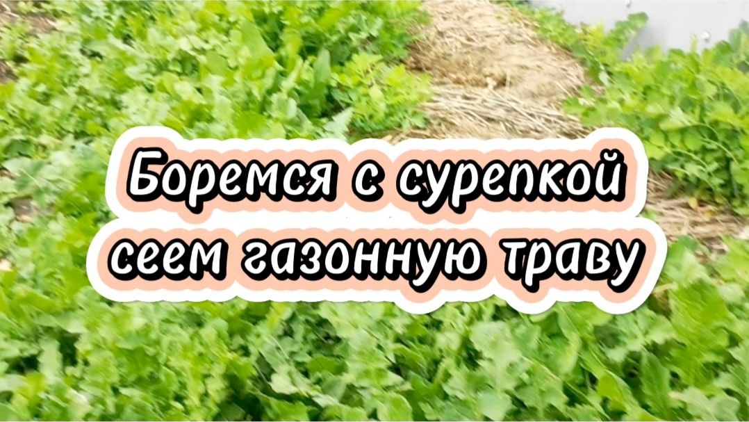 Боремся с сурепкой, сеем газонную траву.