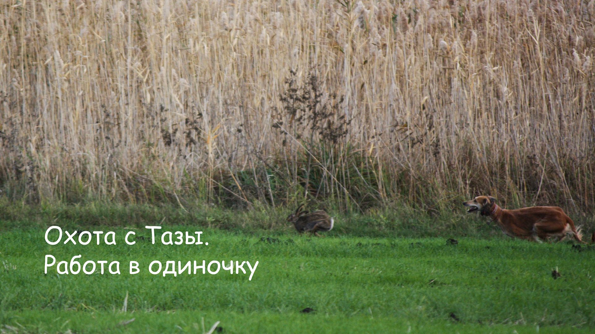 Охота с Тазы. Работа в одиночку