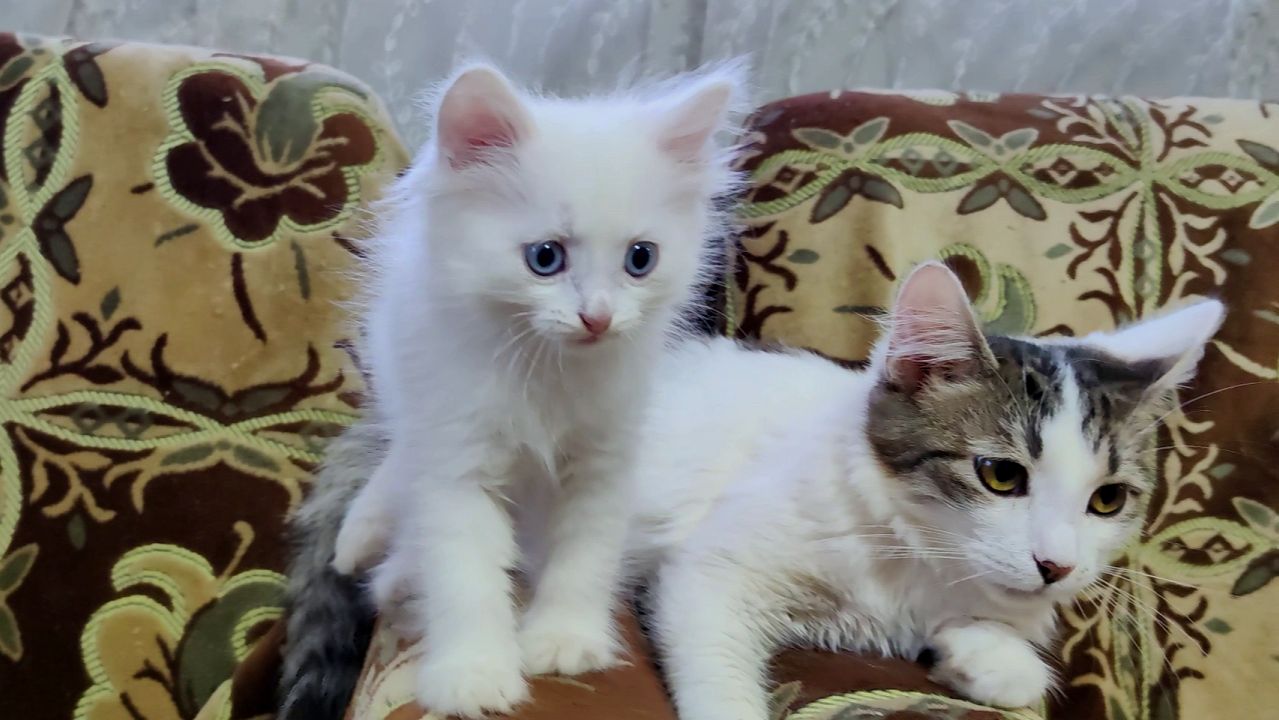 Умный и проворный котенок всегда найдет выход. Котенок Микки