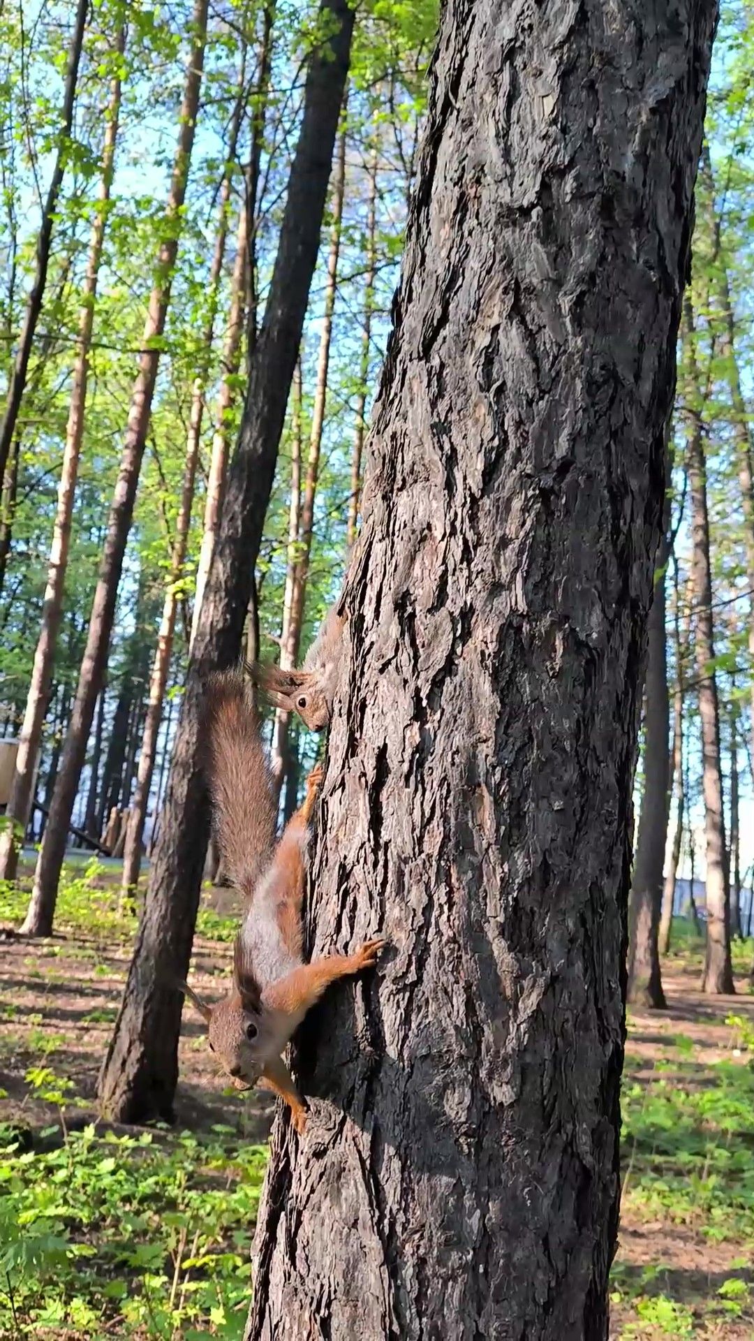 2 Бельчата бегают друг за другом