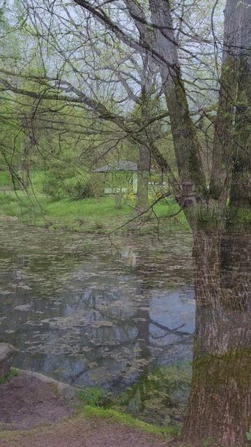 Кваканье лягушек в Японском саду