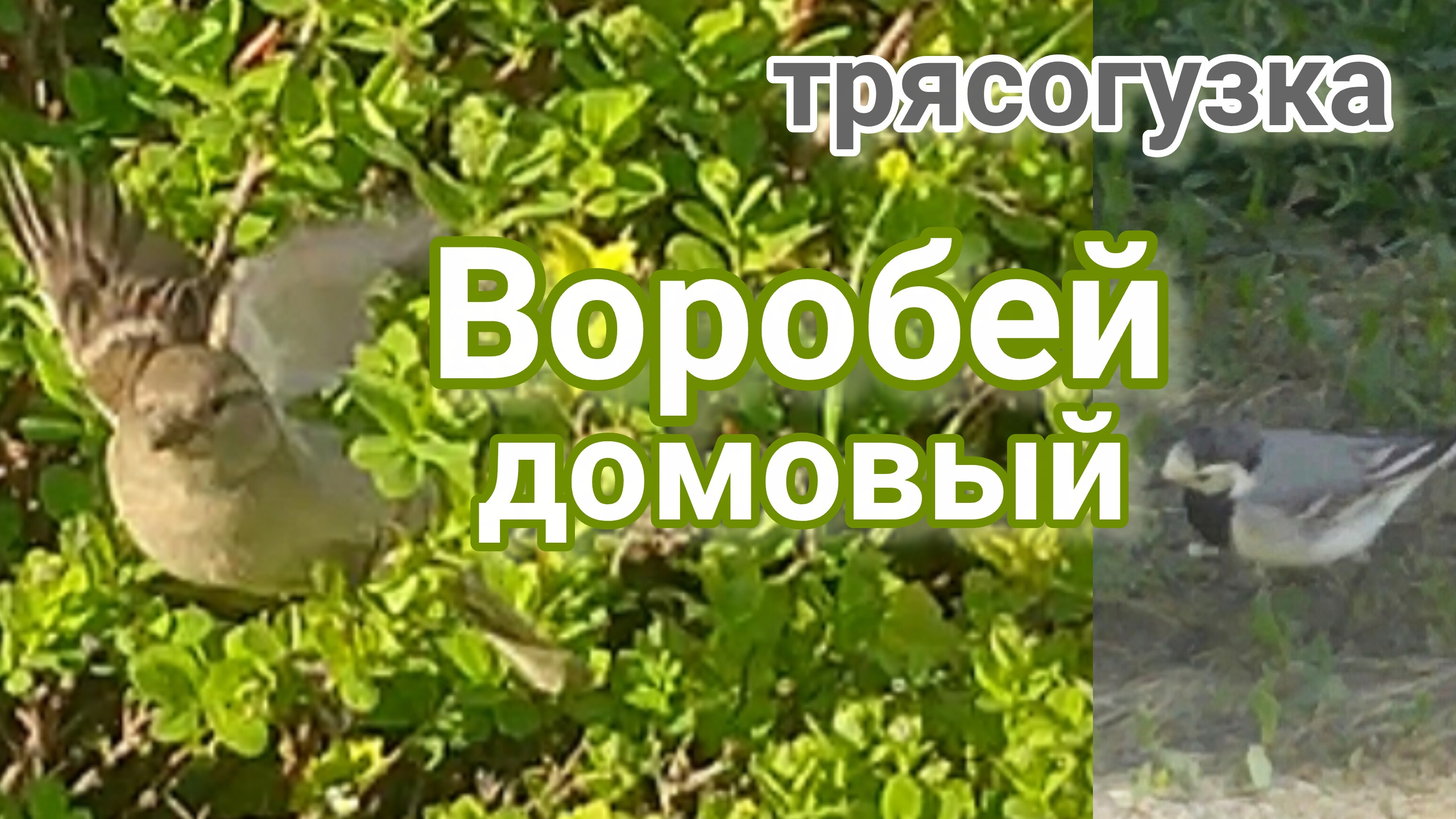 Домовый воробей и трясогузка