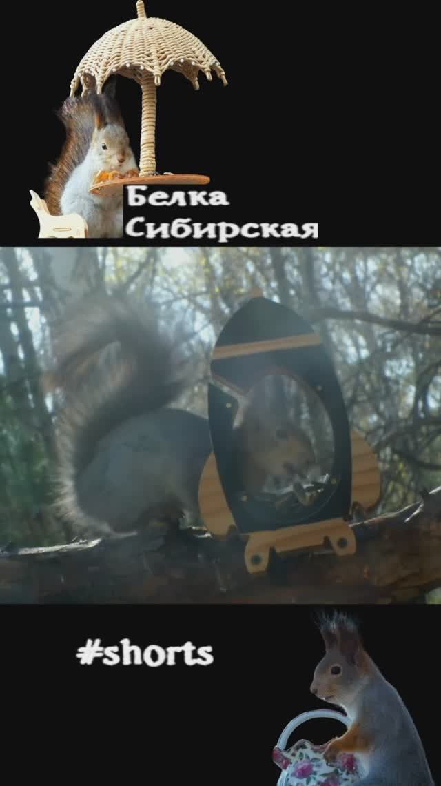 Белка у ракеты в солнечный день