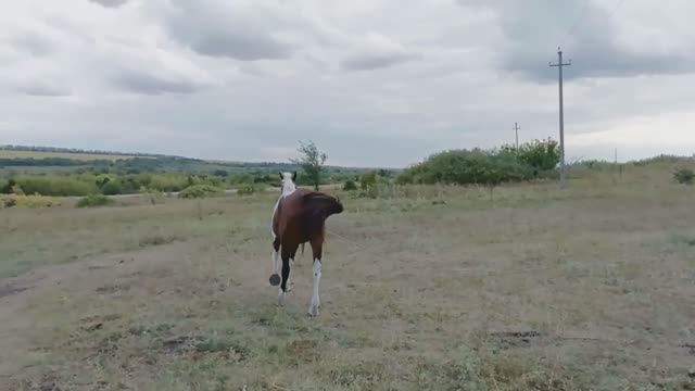 Конная прогулка.Дети.пони.Лошади.