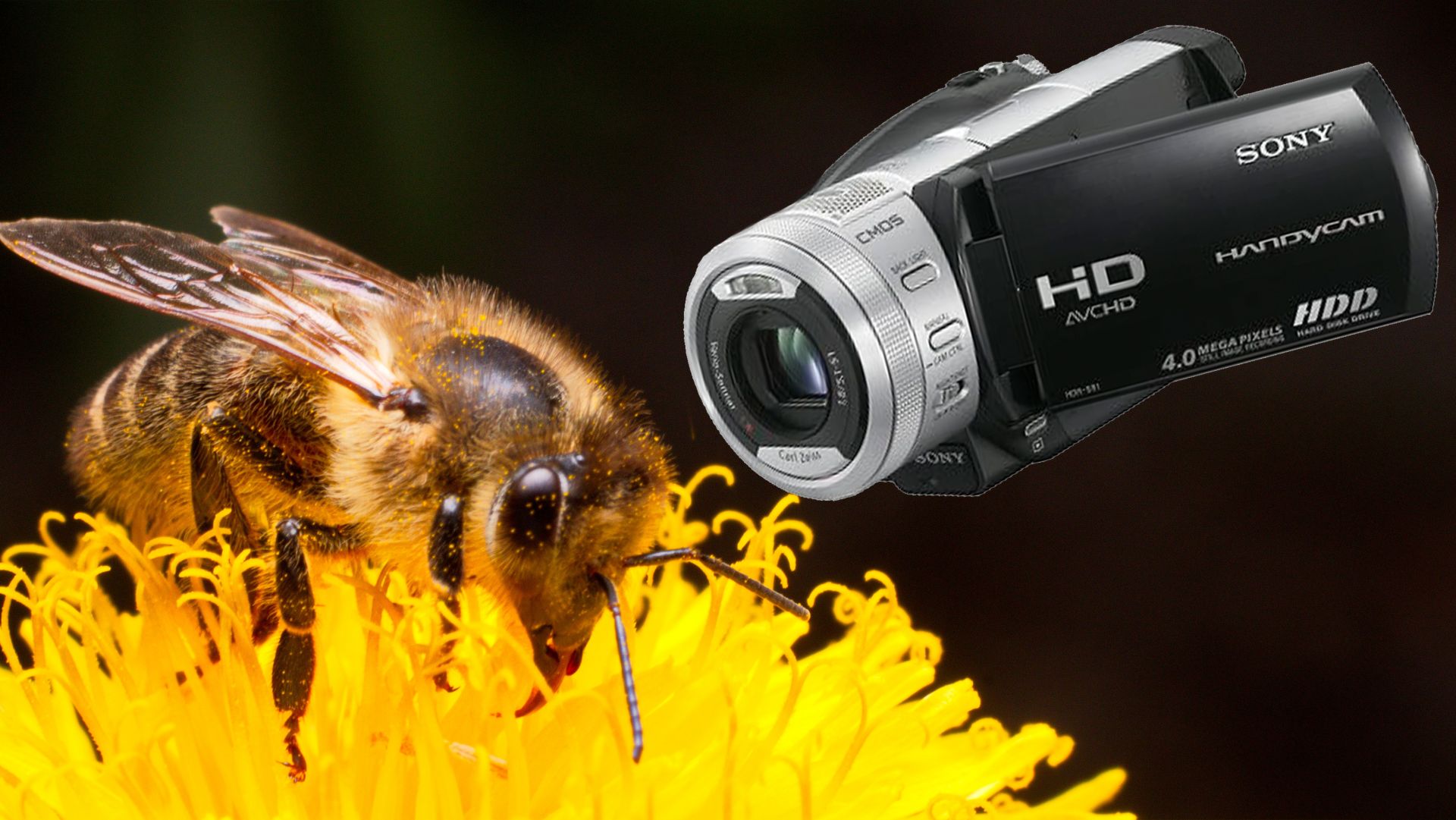 Первые кадры 2026 о насекомых и о камере Sony HDR-SR1