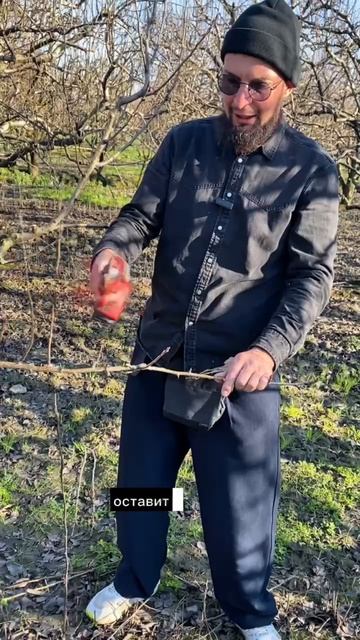 Не оставьте себя без урожая! Обрезка груши простыми движениями.