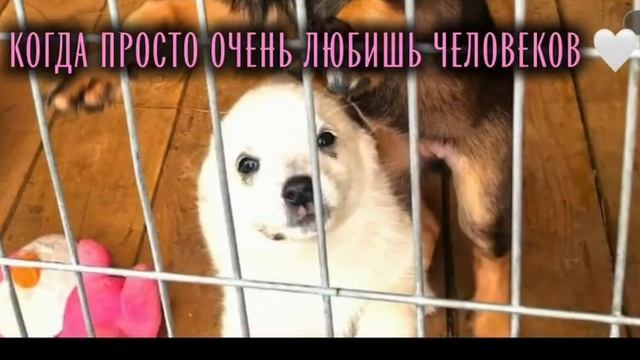 Ура, прогулки!