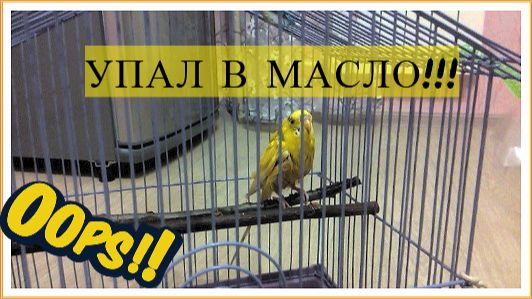 ЧТО ДЕЛАТЬ ЕСЛИ ПОПУГАЙ УПАЛ В МАСЛО, ЖИРНЫЙ СУП? ВОЛНИСТЫЙ ПОПУГАЙ ИСПАЧКАЛСЯ В МАСЛЕ!