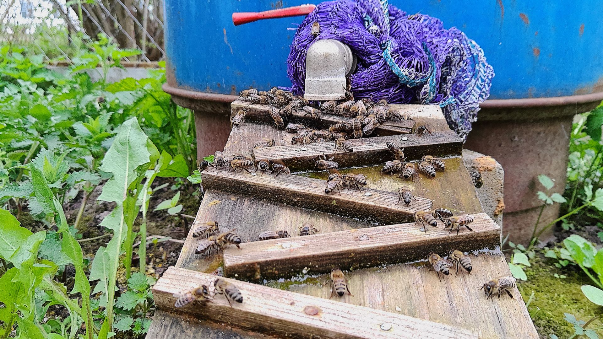 Вода для пчел