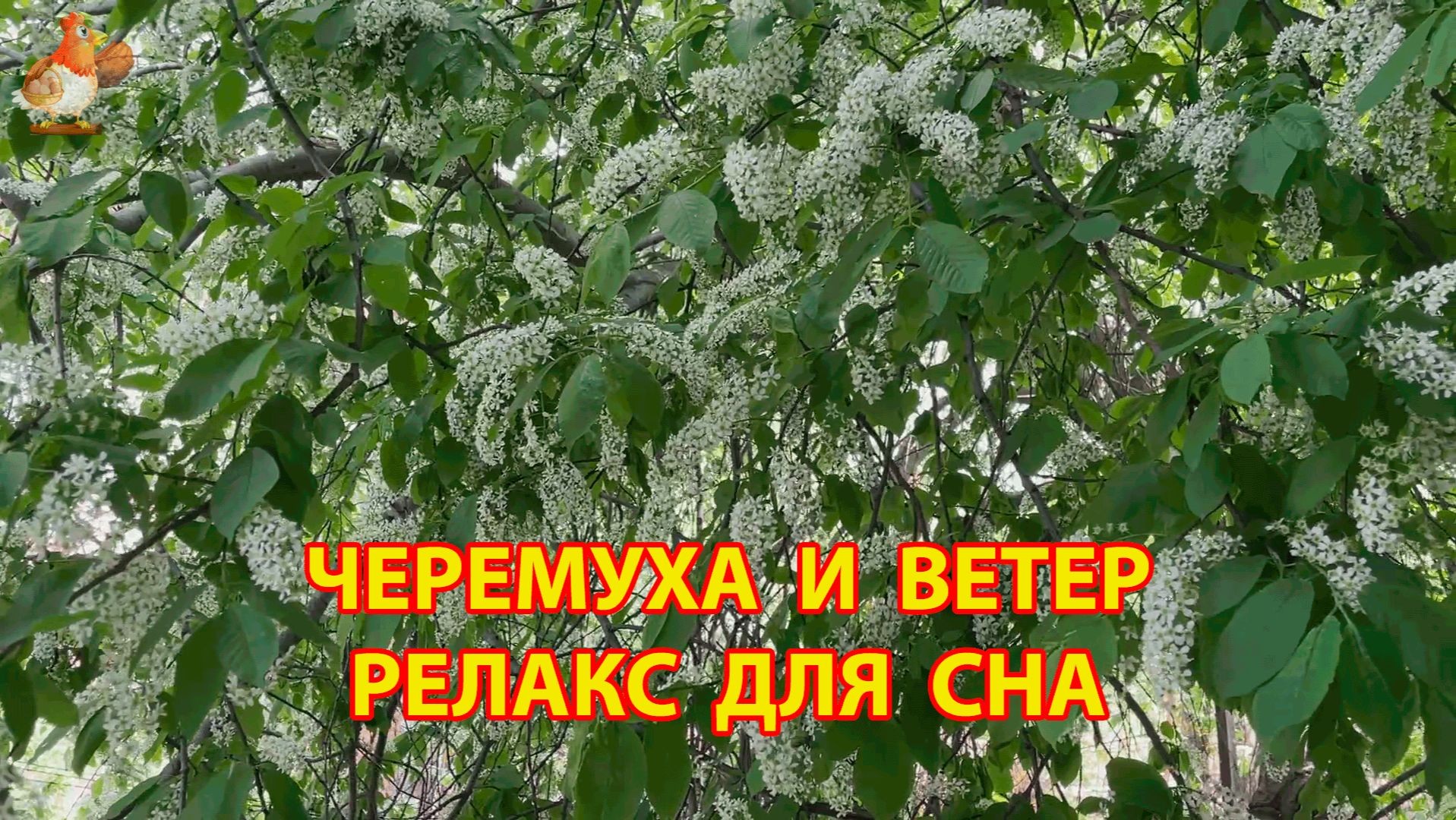 Черемуха на ветру звуки природы и музыка для релакса и сна