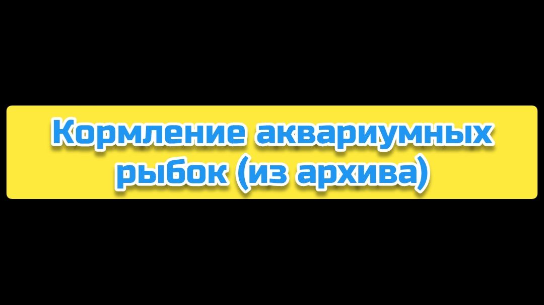 Кормление аквариумных рыбок (из архива)