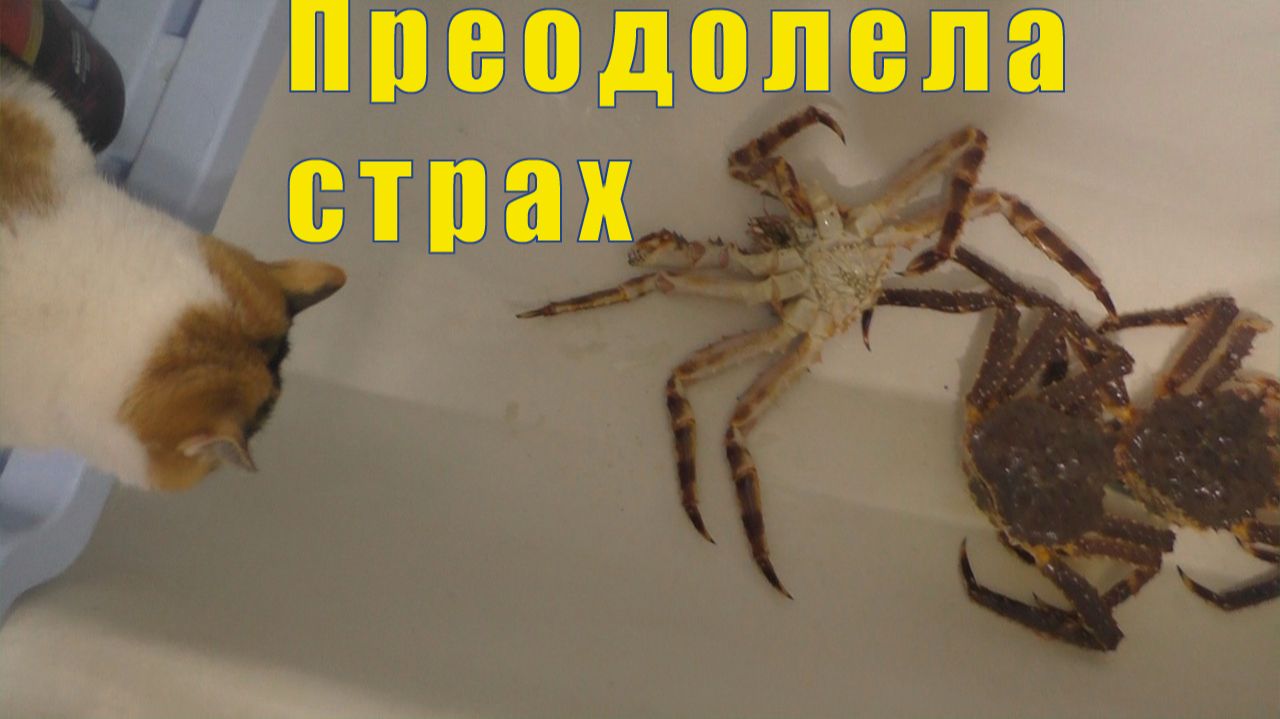 ОТБЛАГОДАРЮ ОБЯЗАТЕЛЬНО /  ПРЕОДОЛЕЛА СТРАХ /  29 и 30 апреля 2026
