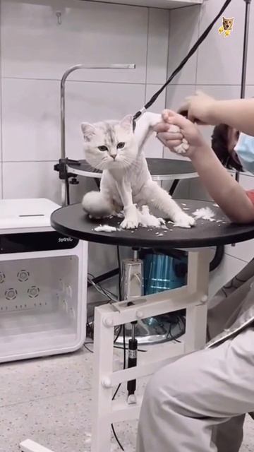 Крутая стрижка для кота!😻Веселые котики. Коты хулиганы! Невероятные трюки! #кот #хулиган #тр #short