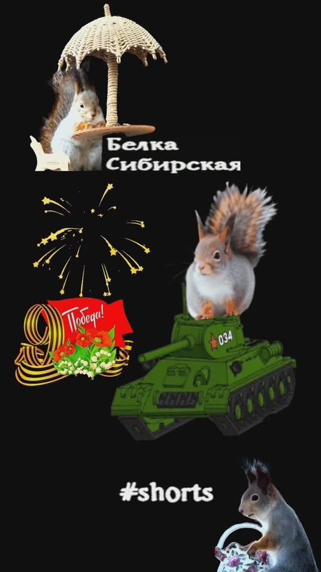 Птицы поют ко Дню Победы