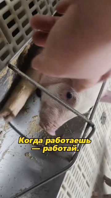 Почему оно больше не выходит?