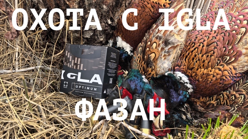 Охота с IGLA №7: выпускной фазан