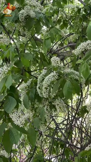 Цветущая черёмуха, ветер и музыка для сна (1)