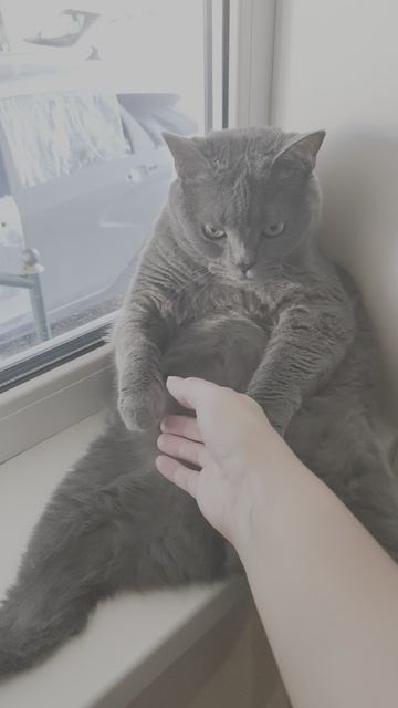 Медитация Кота.