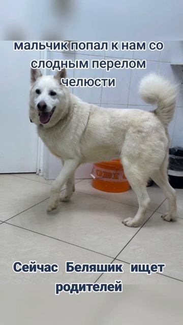беляш