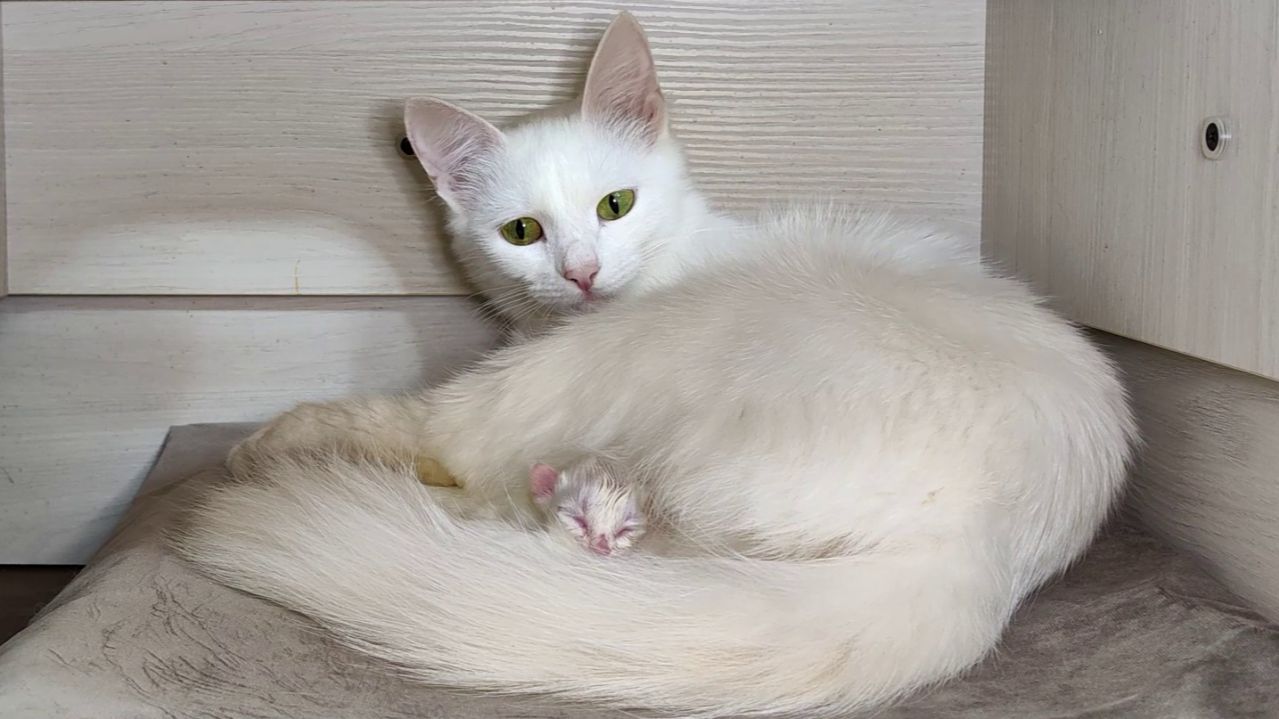 Новорожденный котенок Микки зовет свою маму-кошку. Мама-кошка обнимает своего котенка.