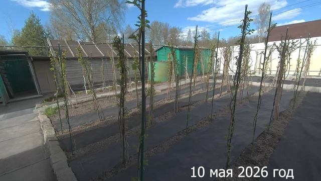 7 соток. Чем подкормила клубнику. Хроника 10 мая 2026 год.